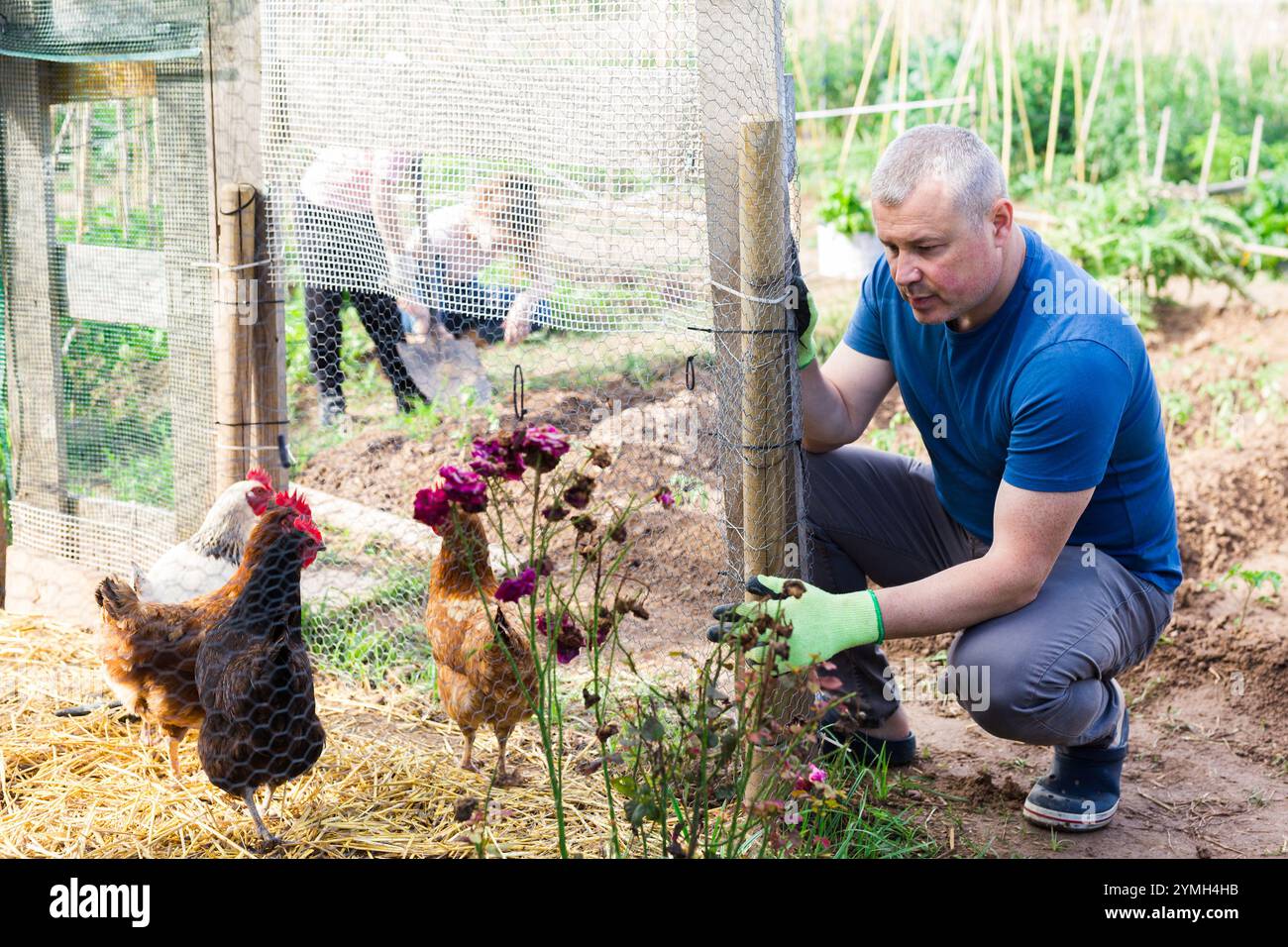 Farmer tending to chicken hi-res stock photography and images - Alamy