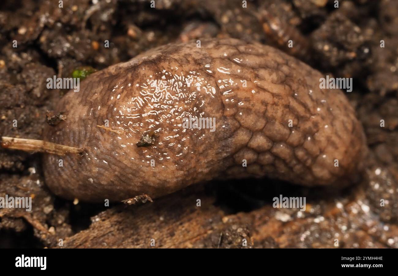 Milky slug hi-res stock photography and images - Alamy
