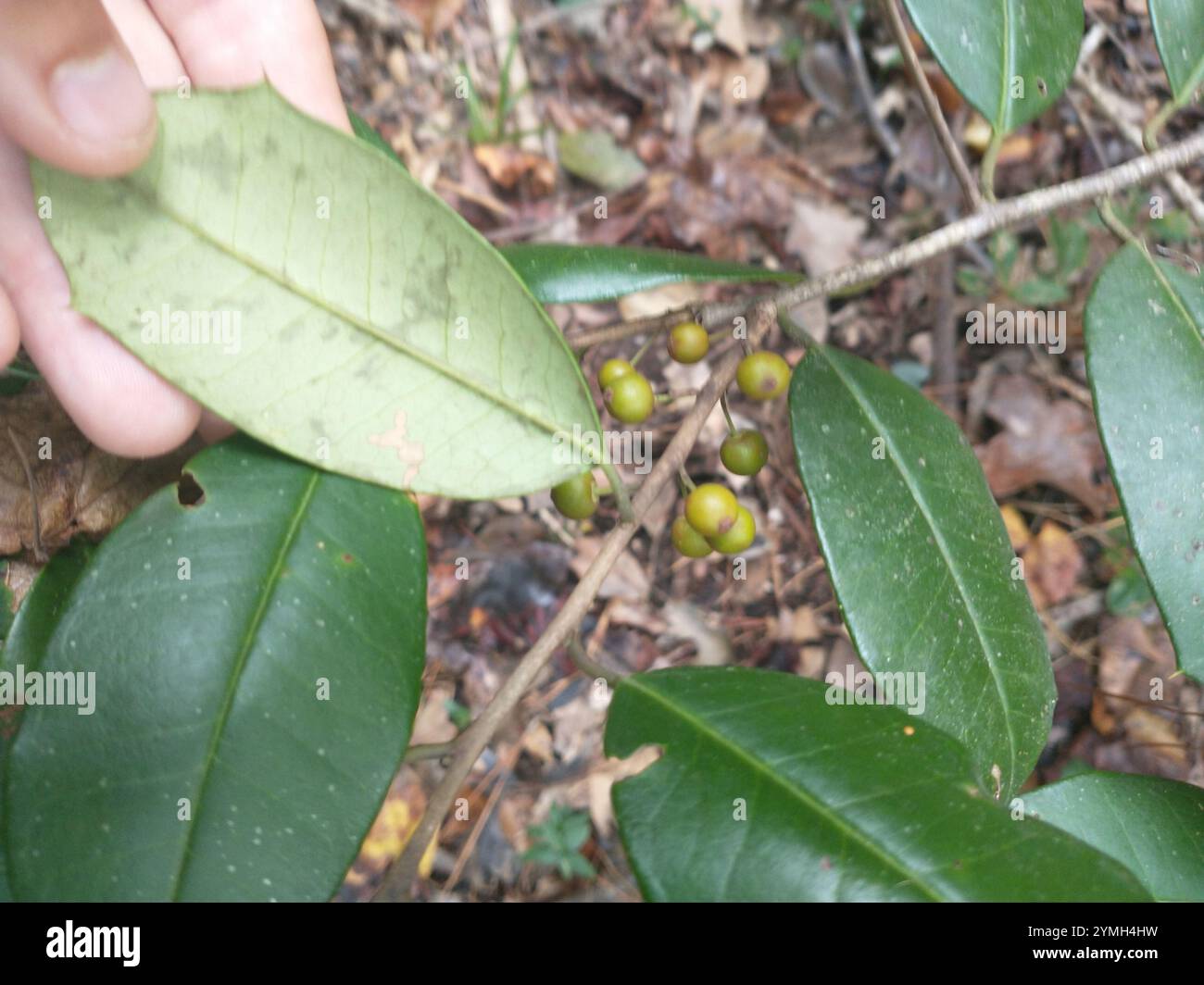 dahoon holly (Ilex cassine Stock Photo - Alamy
