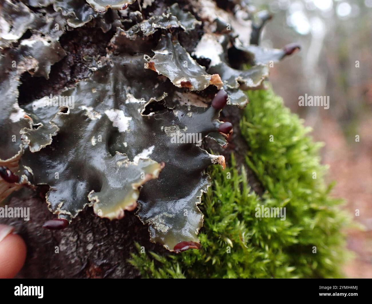 tree pelt lichen (Peltigera collina Stock Photo - Alamy
