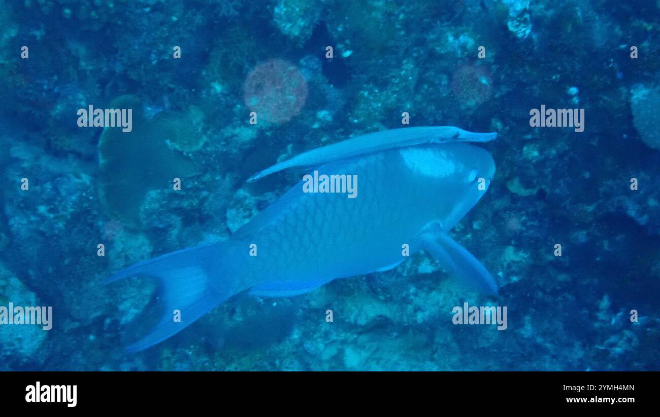 Queen parrotfish hi-res stock photography and images - Alamy