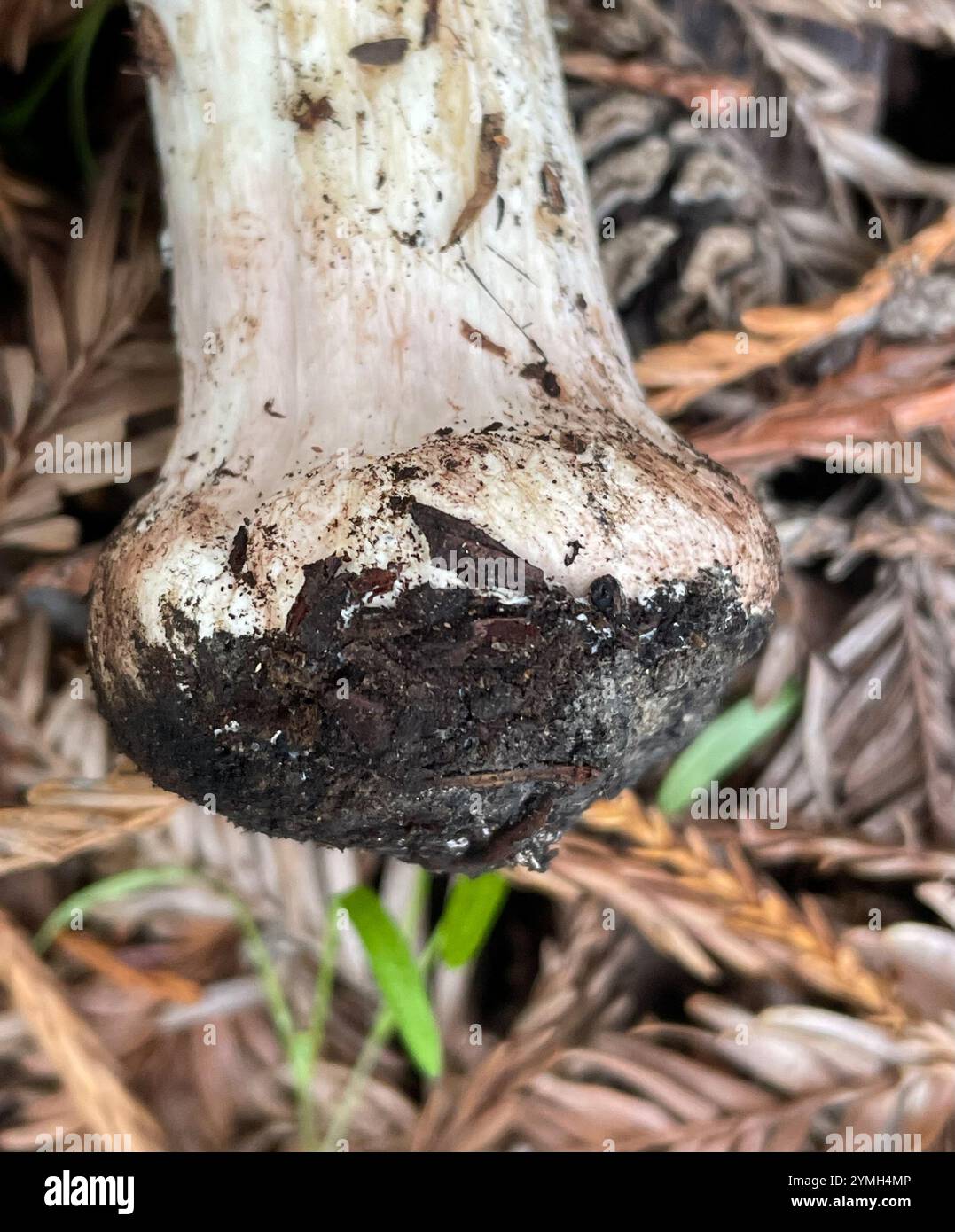 Felt-ringed Agaricus (Agaricus hondensis Stock Photo - Alamy