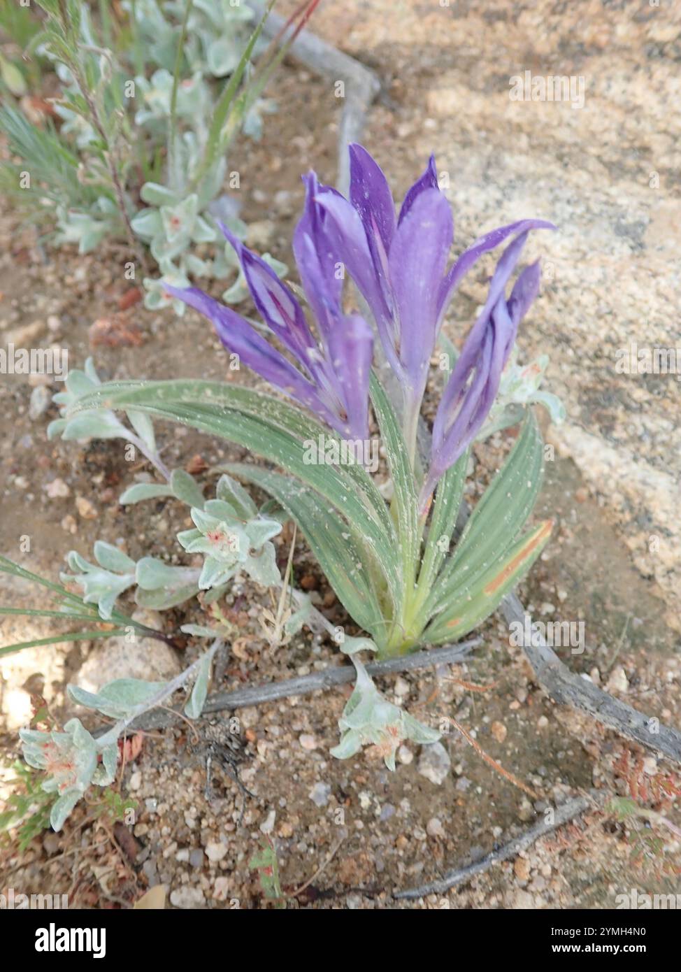 Baboon root hi-res stock photography and images - Alamy