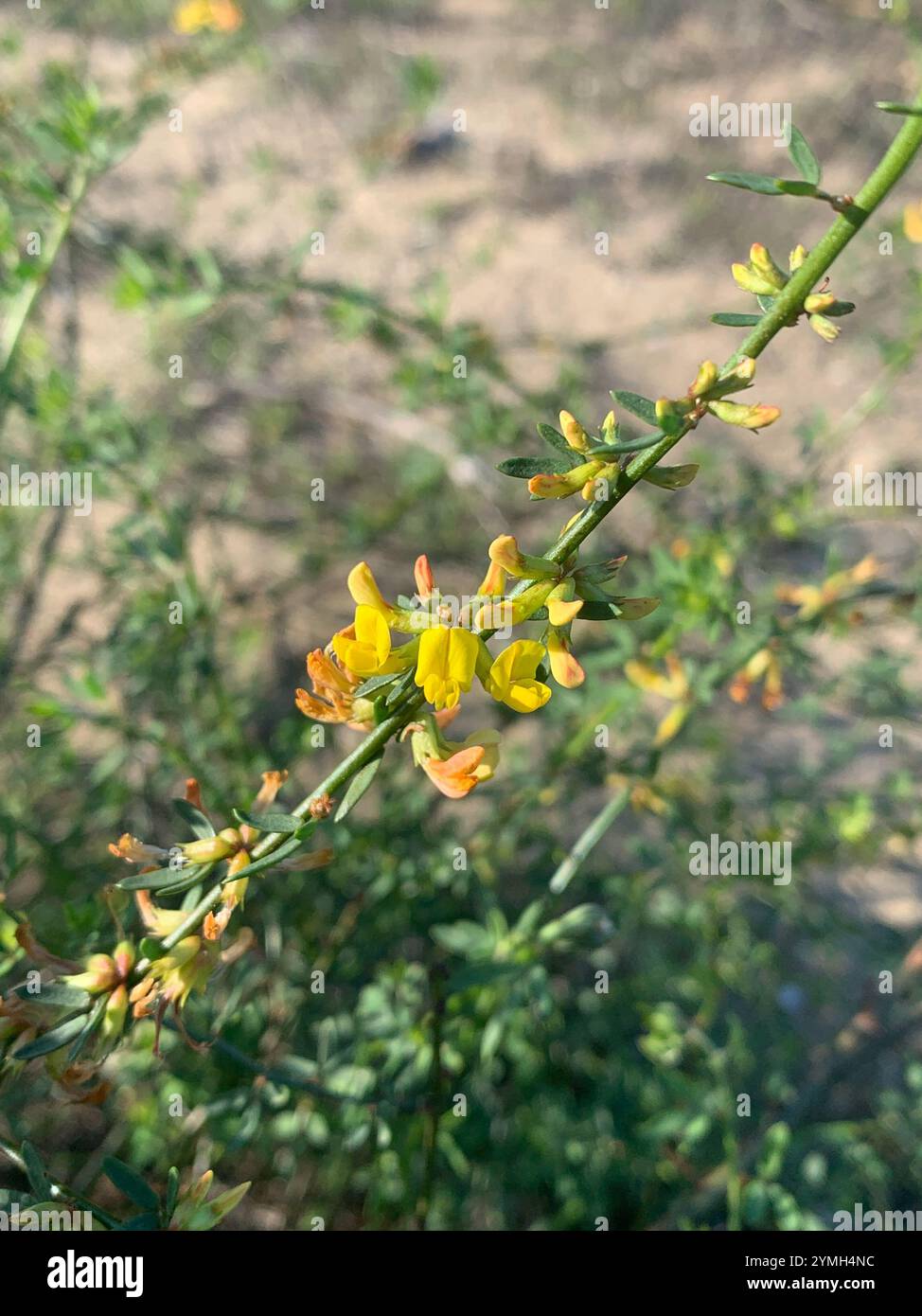 deerweed (Acmispon glaber Stock Photo - Alamy