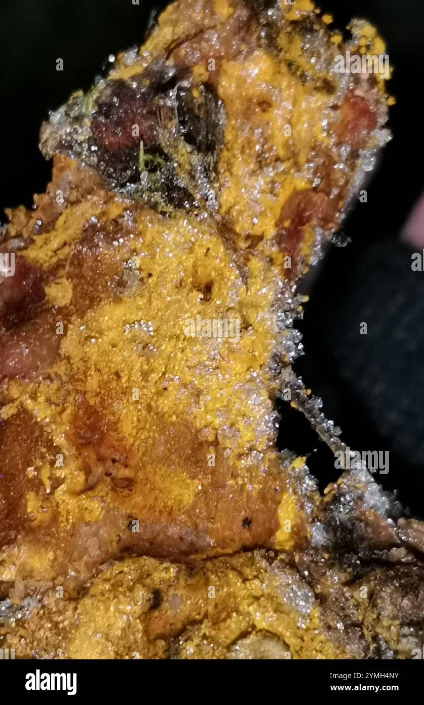 Dog Vomit Slime Mold (Fuligo septica Stock Photo - Alamy