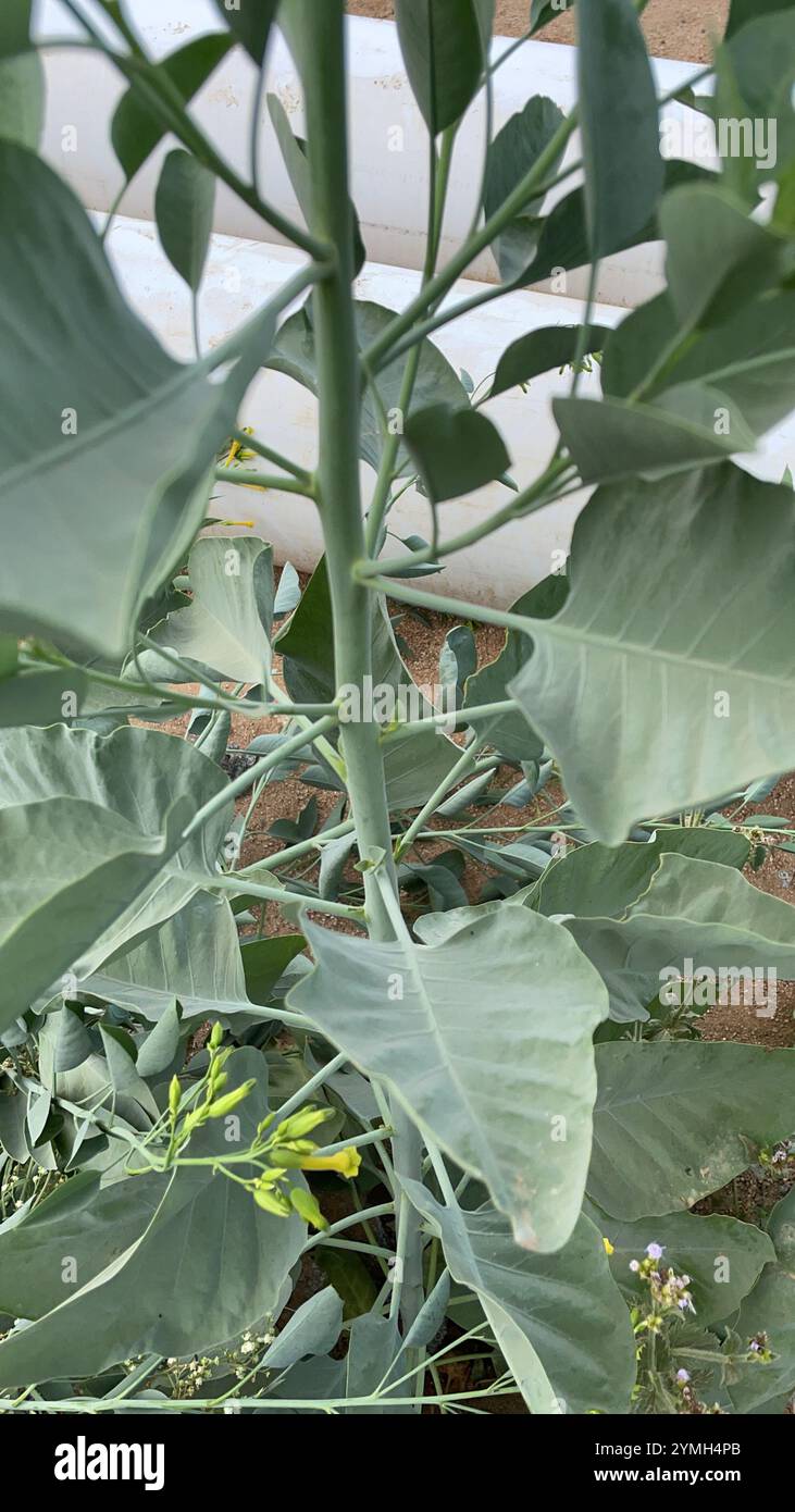 tree tobacco (Nicotiana glauca Stock Photo - Alamy