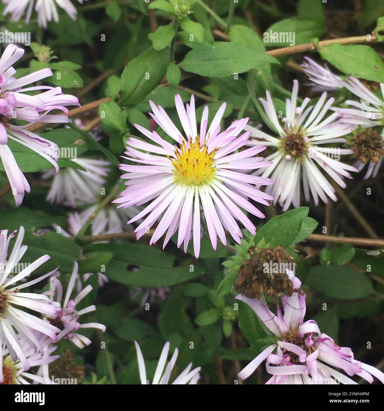 Ampelaster carolinianus hi-res stock photography and images - Alamy