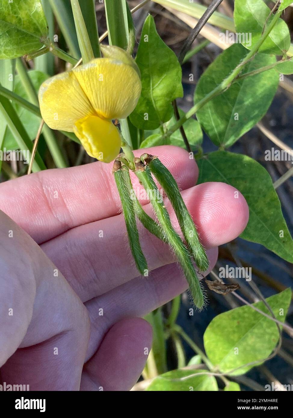 Vigna luteola hi-res stock photography and images - Alamy
