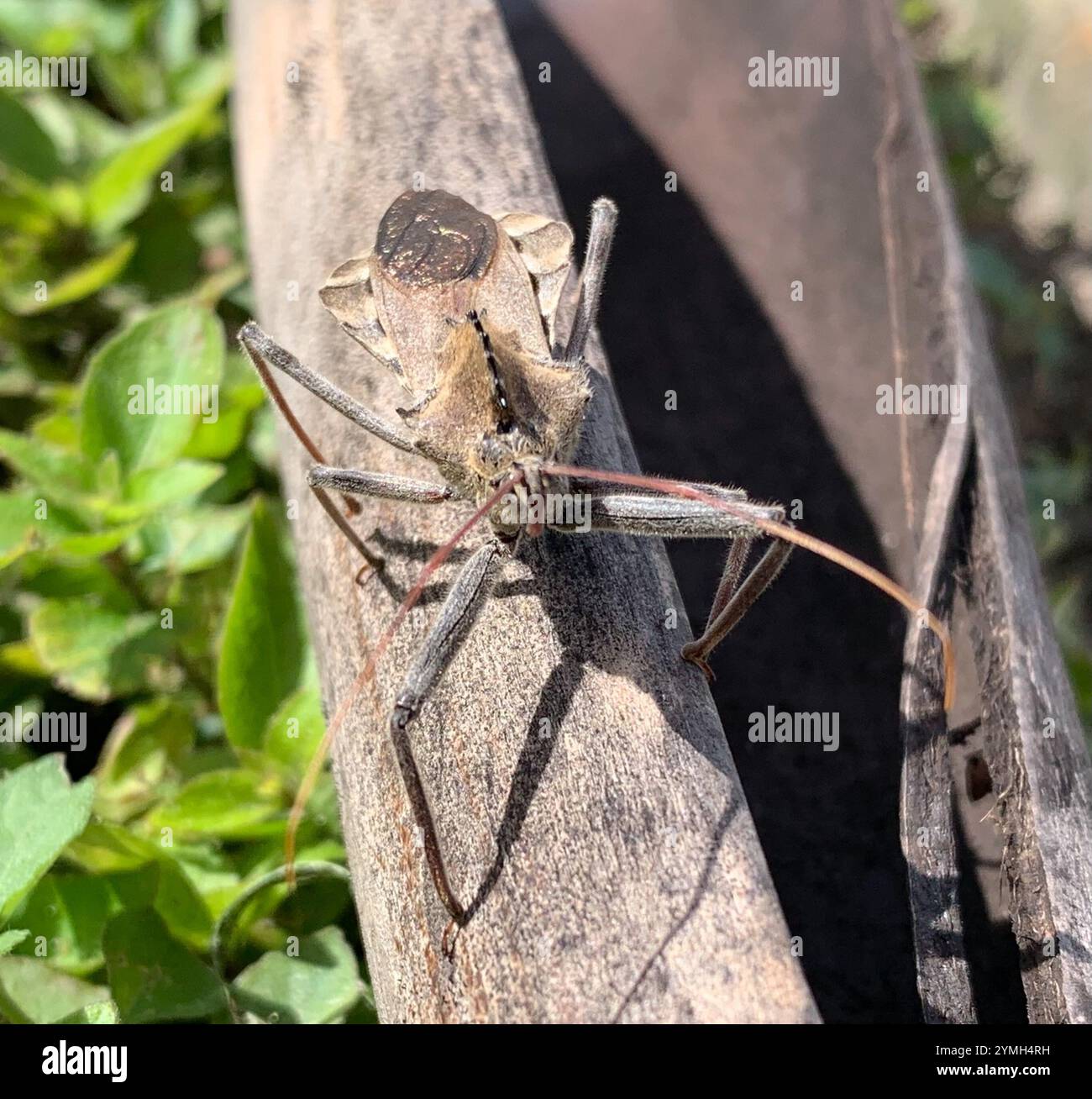 North american wheel bug hi-res stock photography and images - Alamy