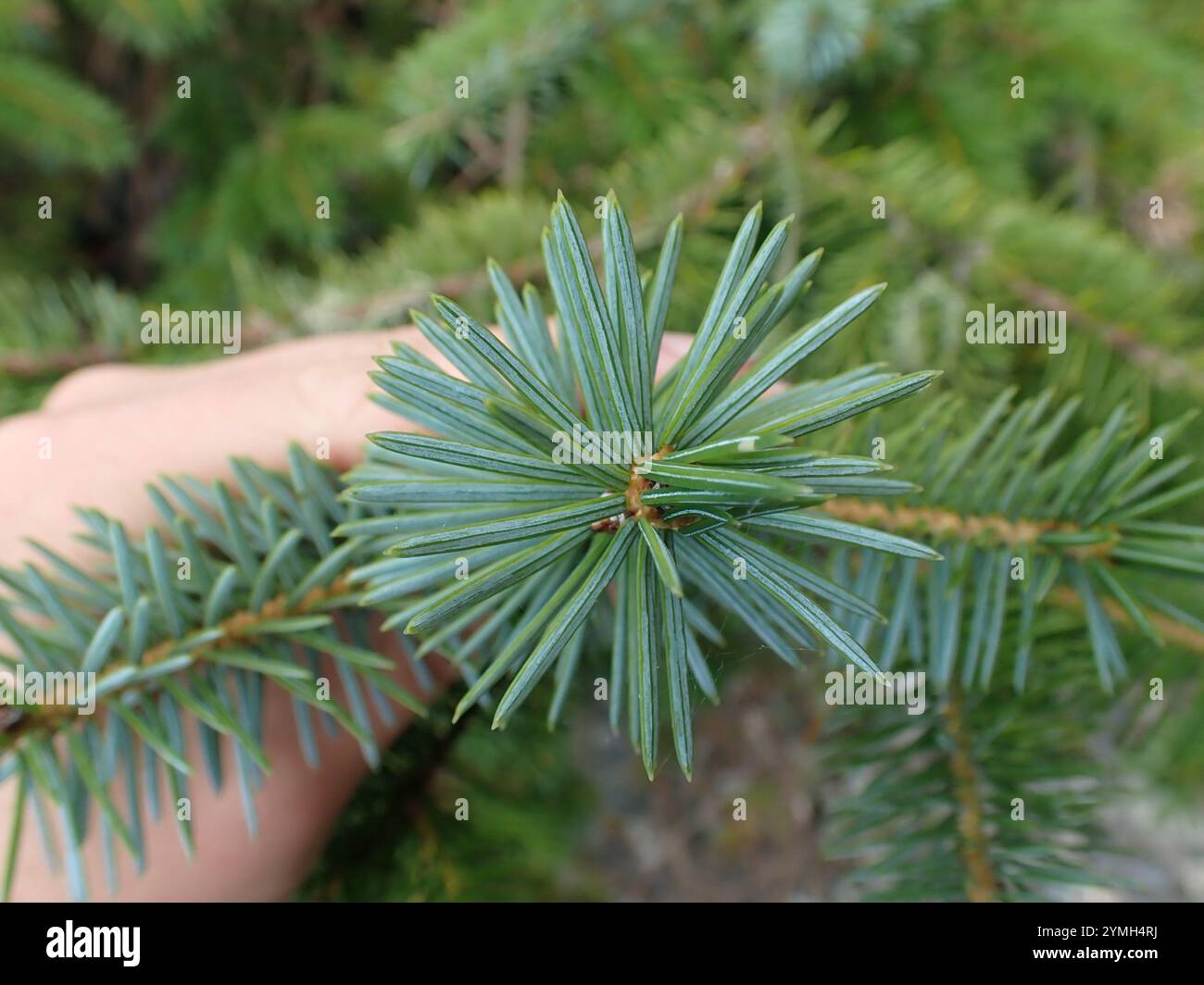 Sitka spruce (Picea sitchensis Stock Photo - Alamy