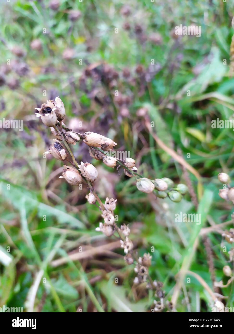 common toadflax (Linaria vulgaris Stock Photo - Alamy