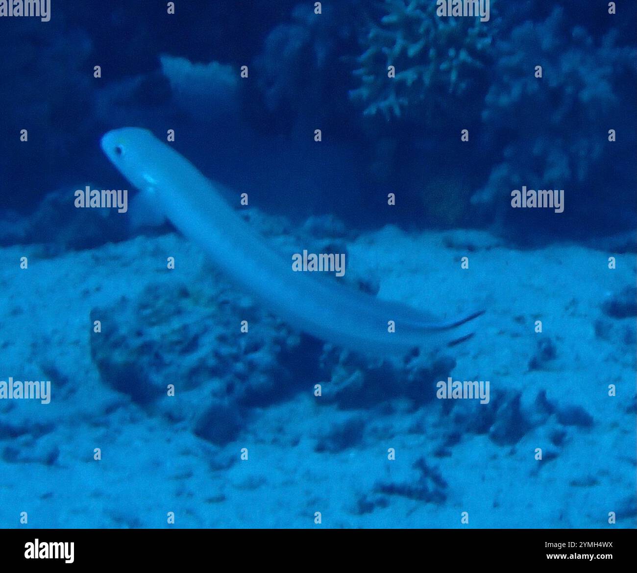 Flagtail Blanquillo (Malacanthus brevirostris Stock Photo - Alamy