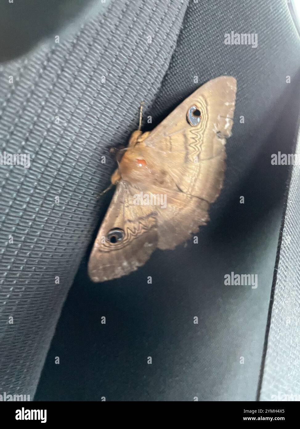 Southern Moon Moth (Dasypodia selenophora Stock Photo - Alamy