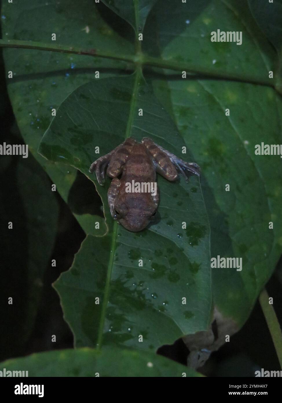 Lesser Tree Frog (Dendropsophus minutus Stock Photo - Alamy