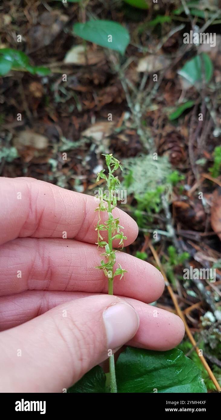 Heartleaf Twayblade (Neottia cordata Stock Photo - Alamy