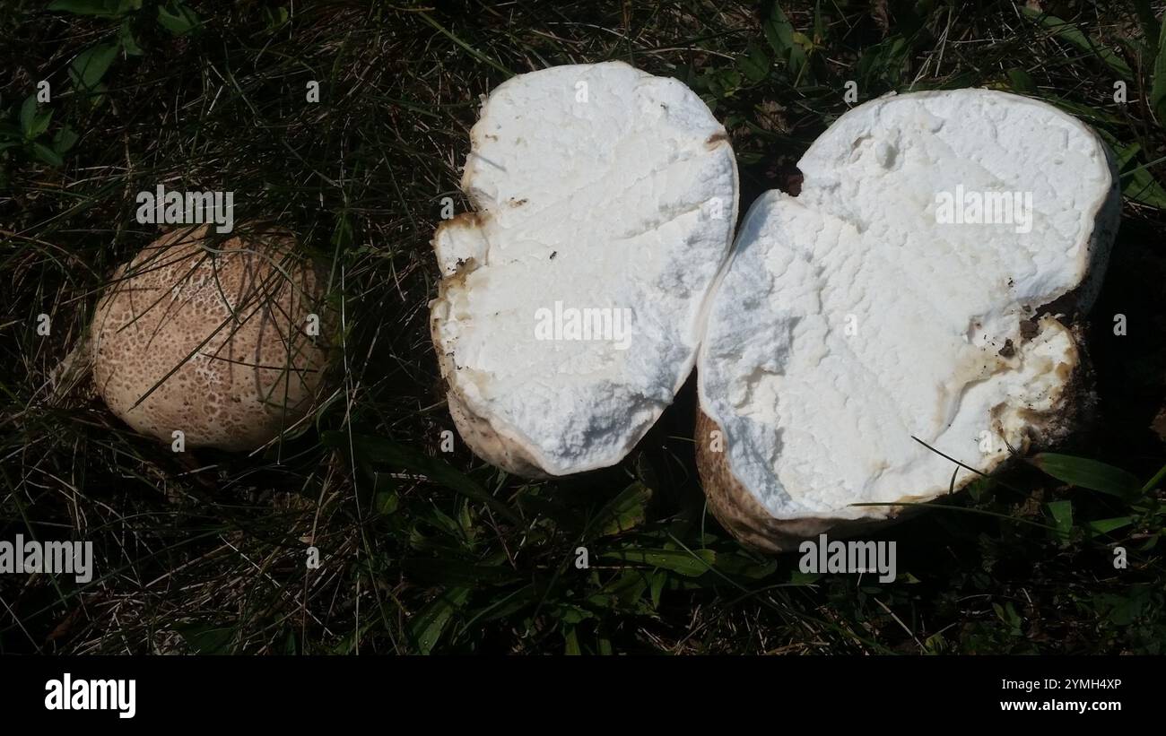 Purple-spored Puffball (Calvatia cyathiformis Stock Photo - Alamy