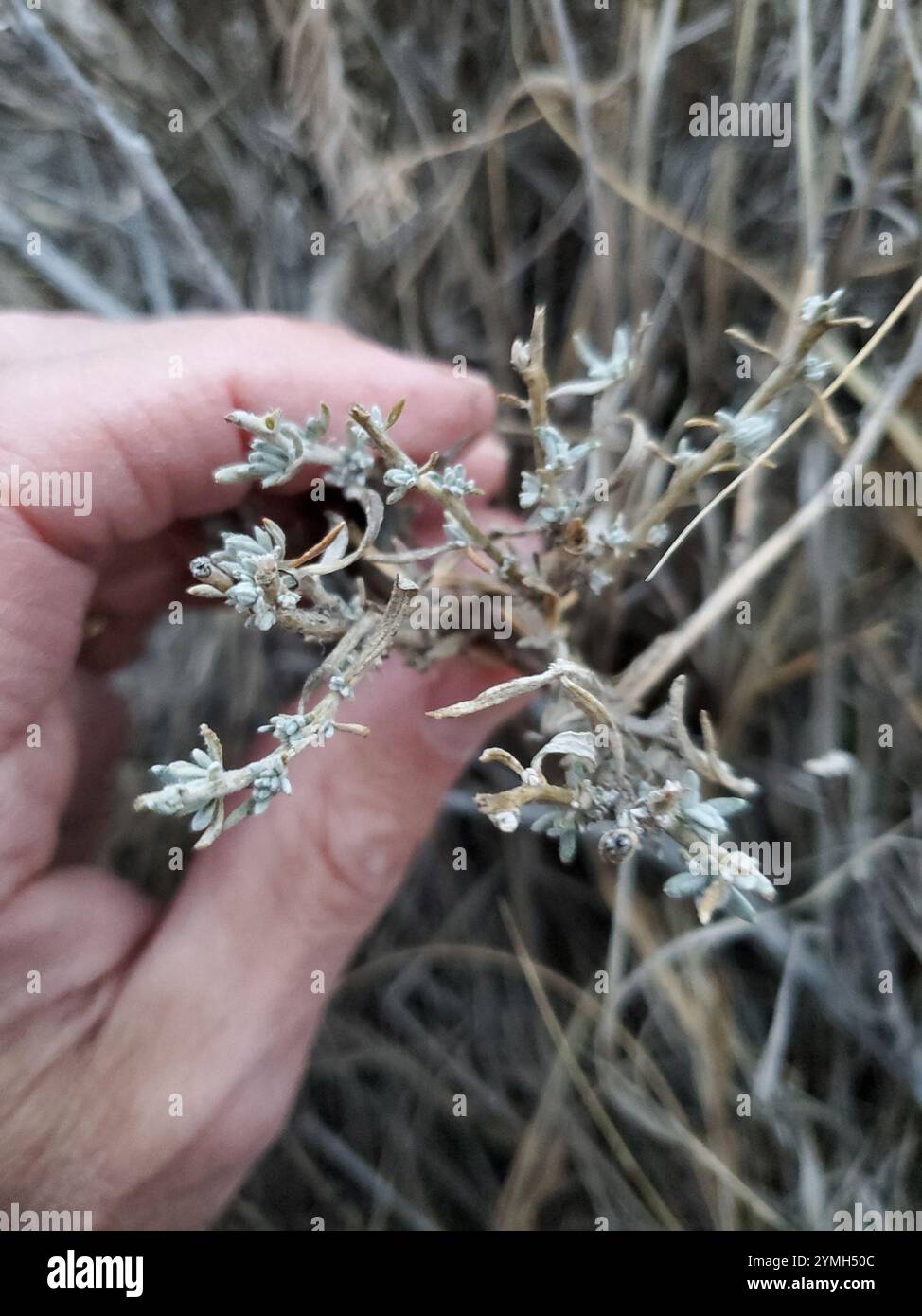 Silver Sagebrush (Artemisia cana Stock Photo - Alamy