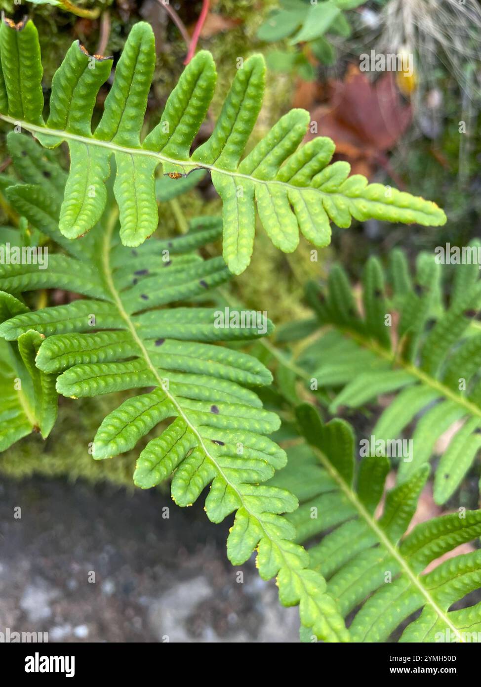 common polypody (Polypodium vulgare Stock Photo - Alamy