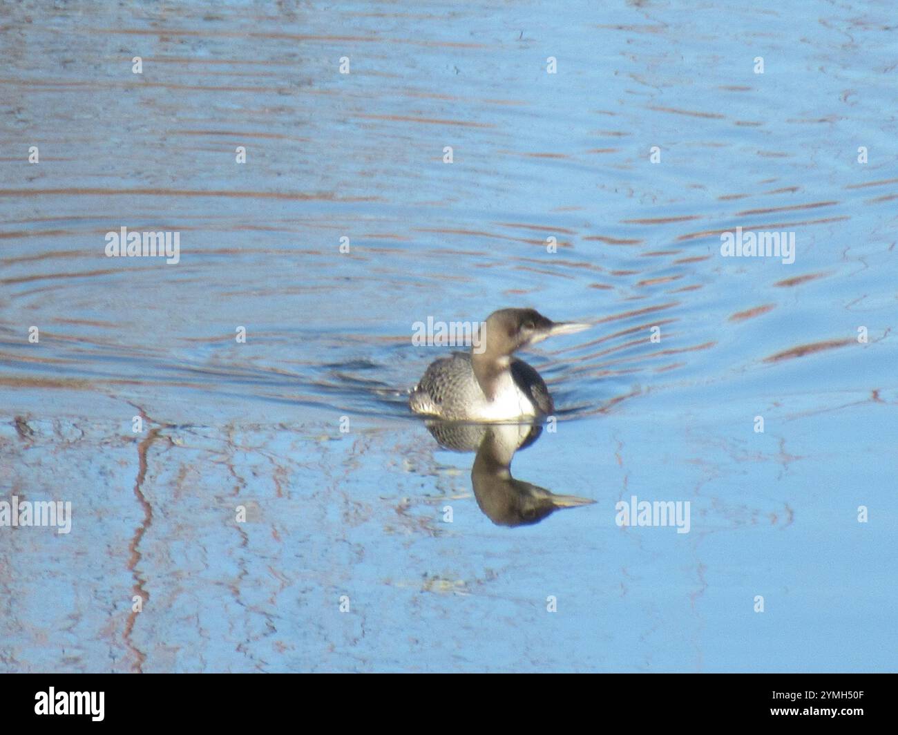 Common Loon (Gavia immer Stock Photo - Alamy