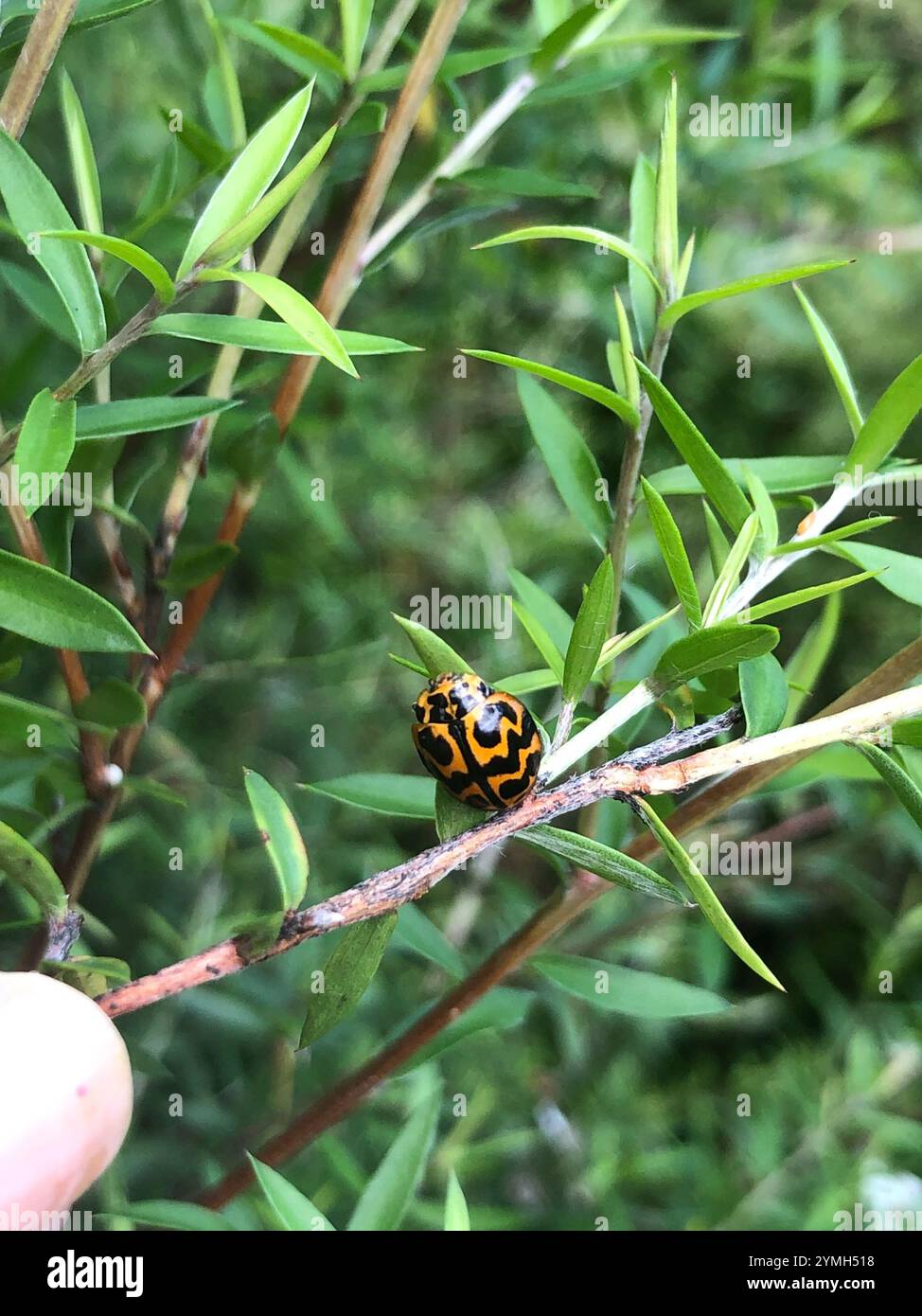 Tasmanian Ladybird (Cleobora mellyi Stock Photo - Alamy