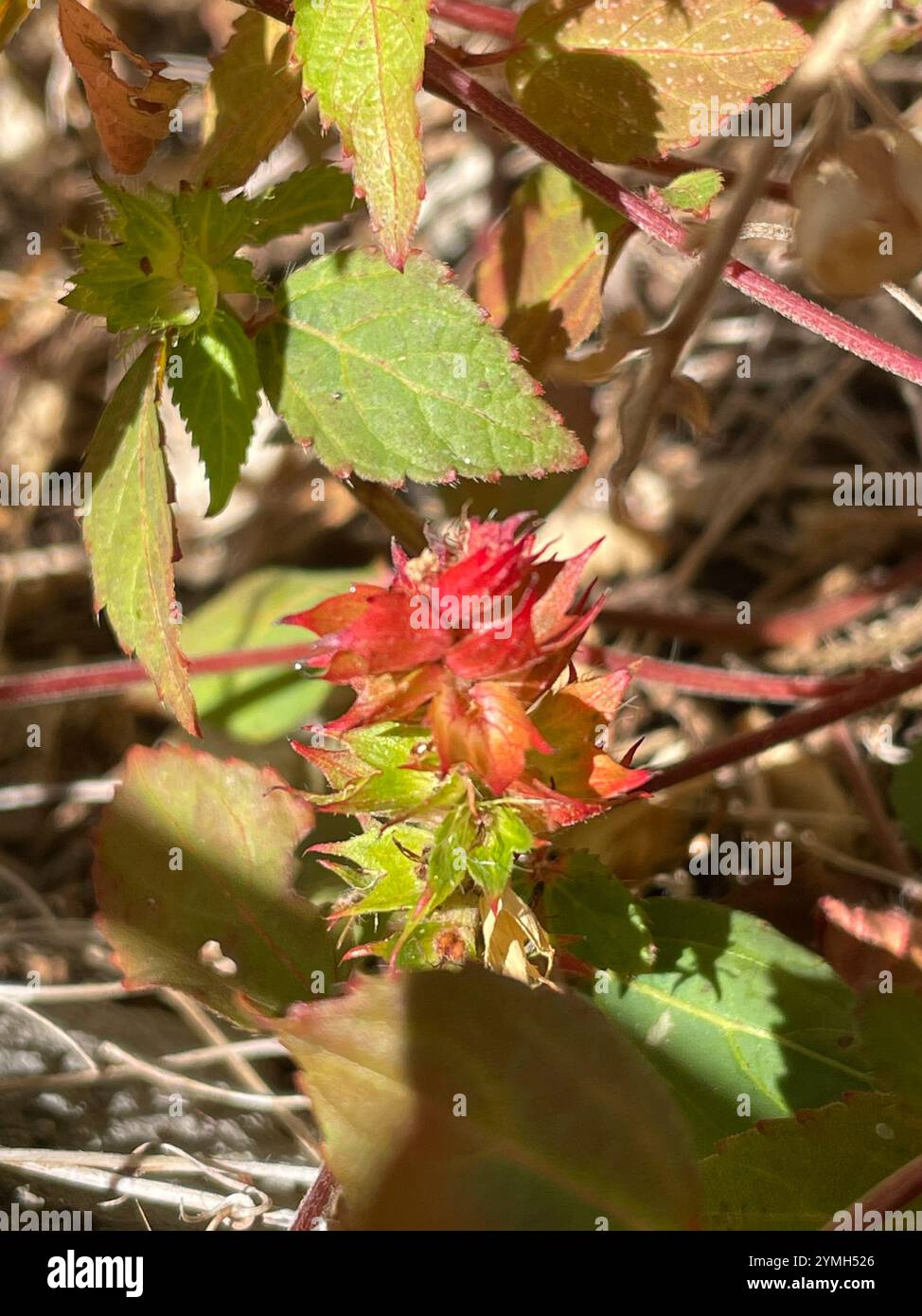 shrubby copperleaf (Acalypha phleoides Stock Photo - Alamy