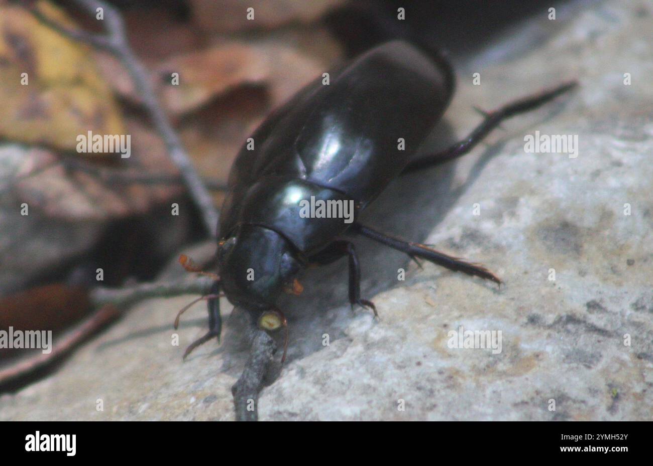 Giant Water Scavenger Beetle (Hydrophilus triangularis Stock Photo - Alamy