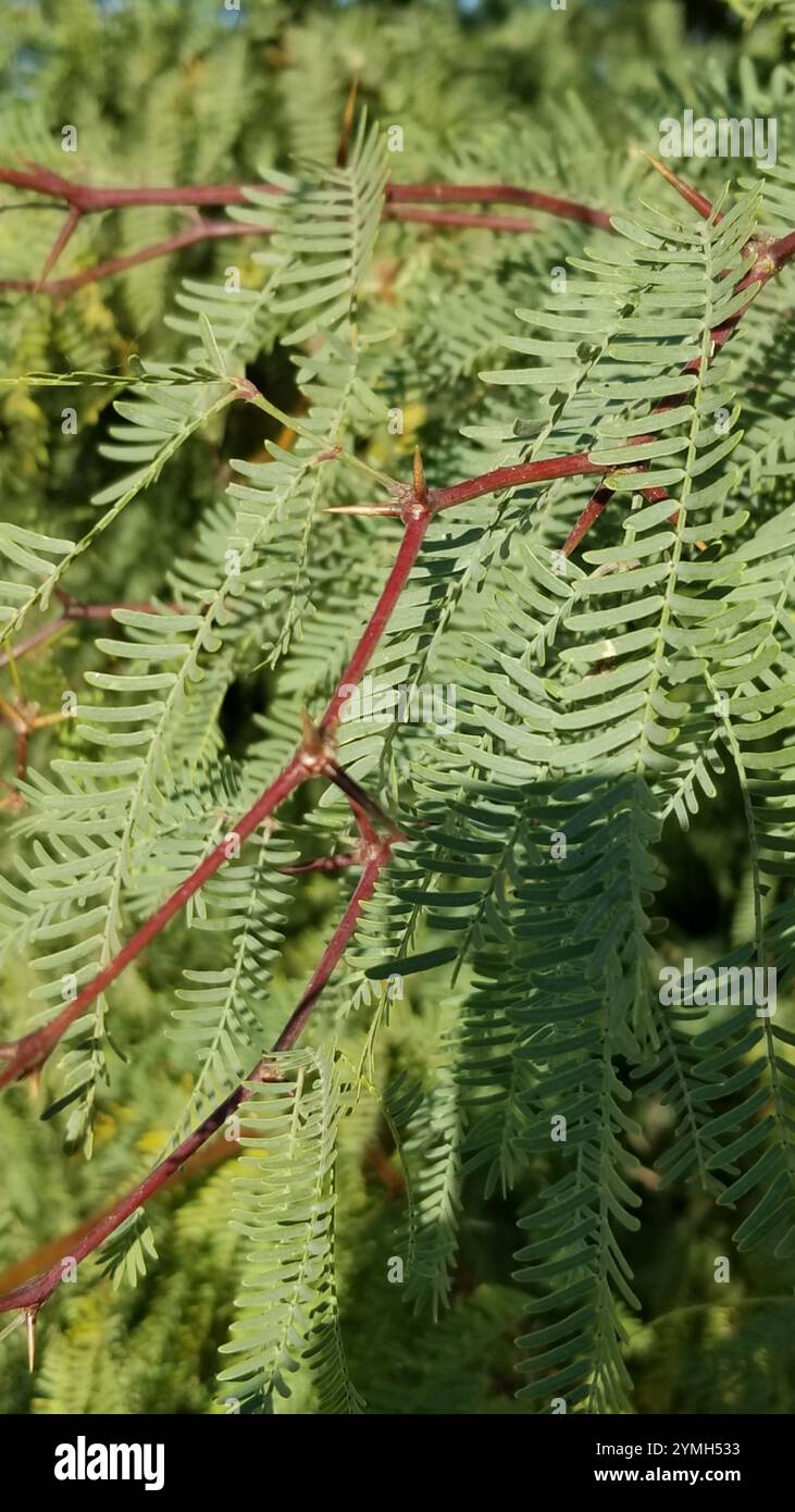 Velvet mesquite hi-res stock photography and images - Alamy