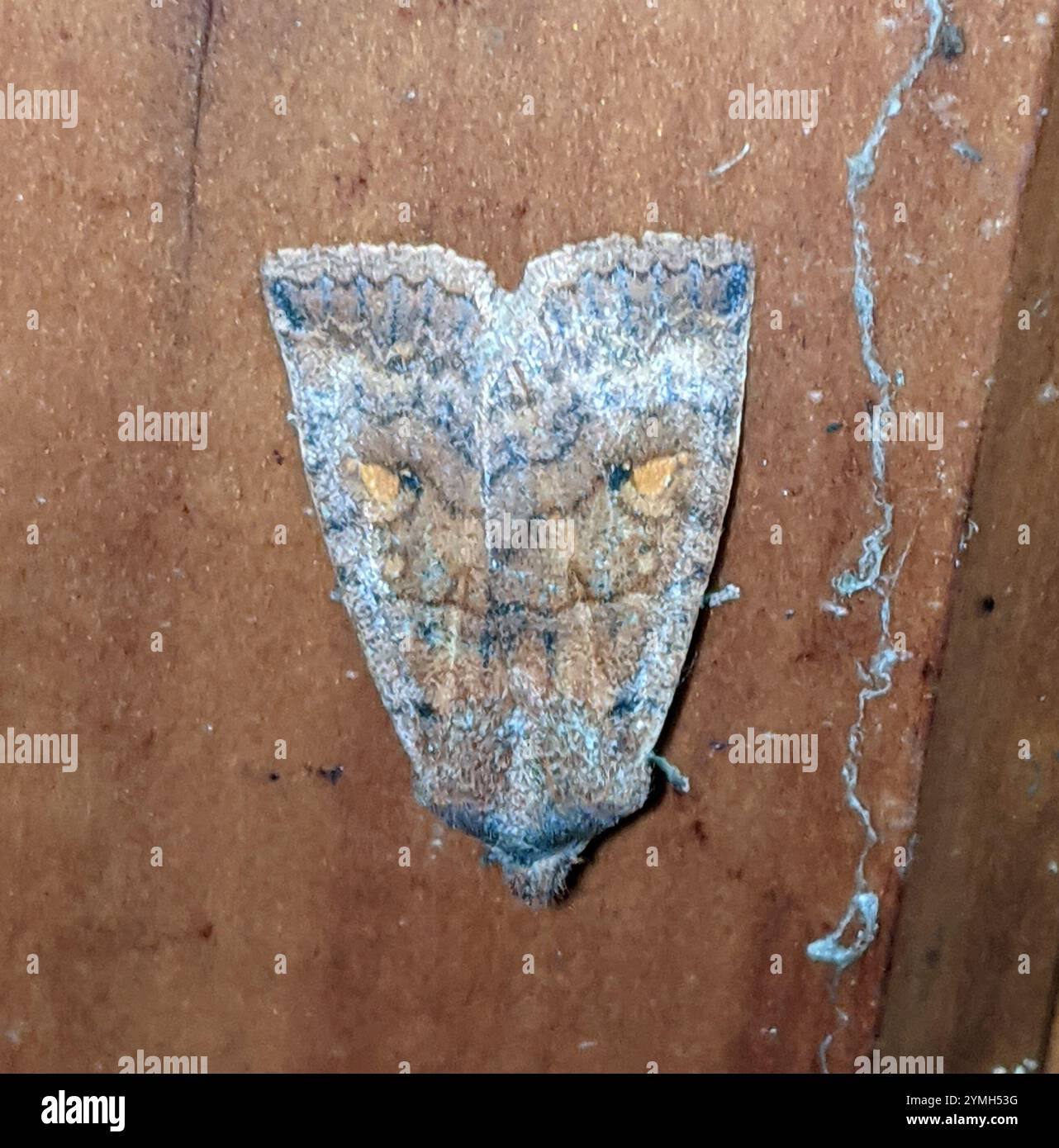 Three-spotted Sallow (Eupsilia tristigmata Stock Photo - Alamy