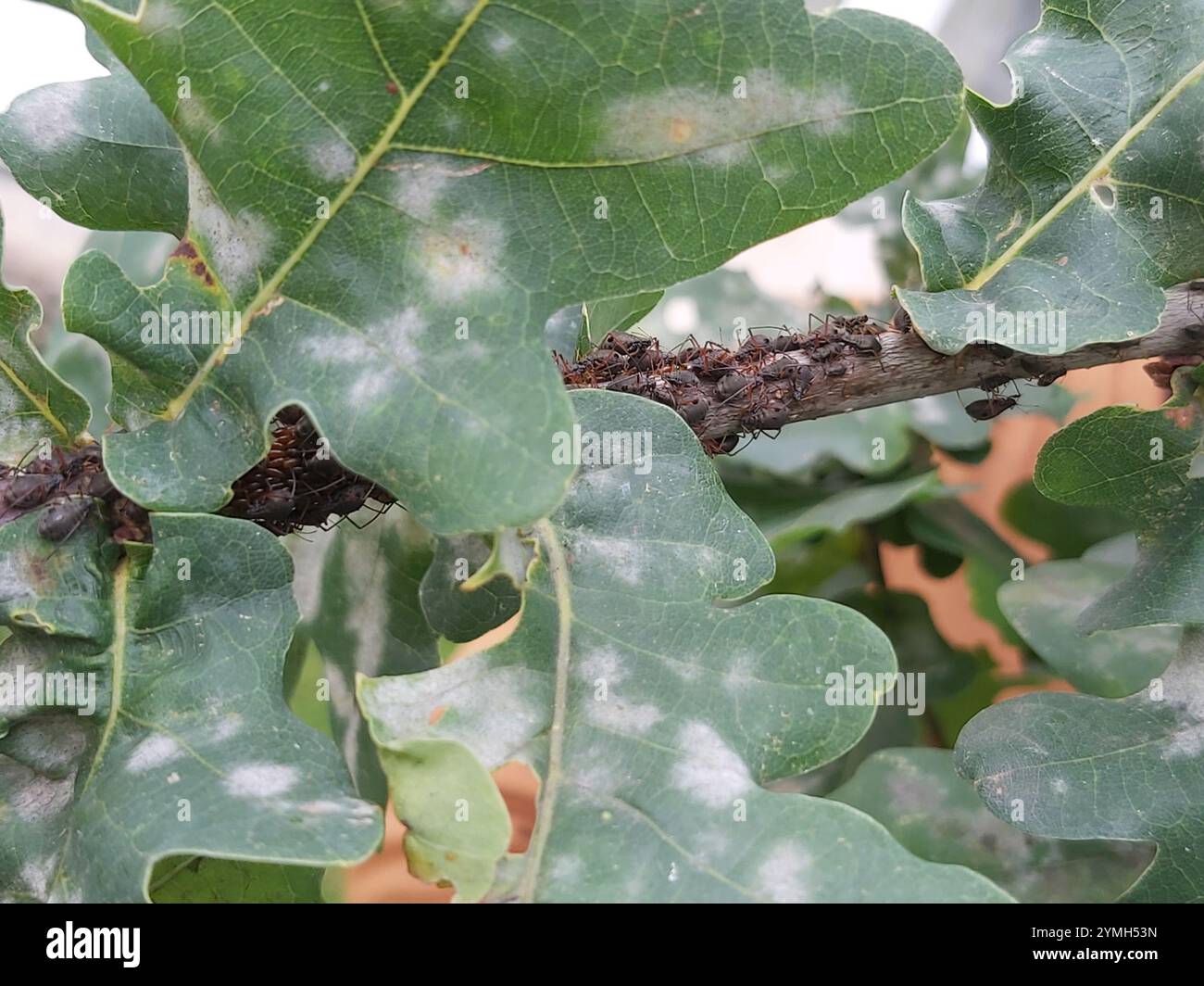 Variegated Oak Aphid (Lachnus roboris Stock Photo - Alamy