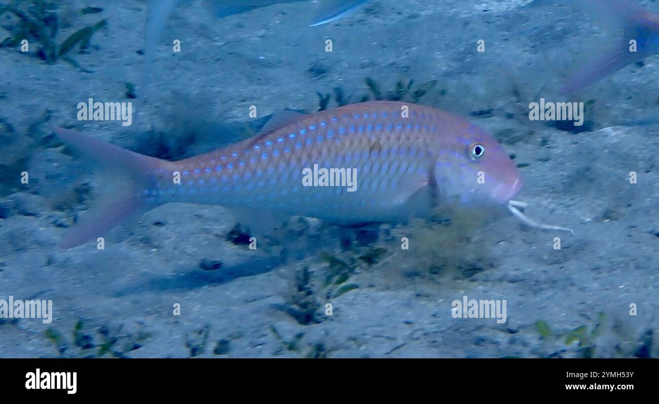 Cinnabar Goatfish (Parupeneus heptacantha Stock Photo - Alamy
