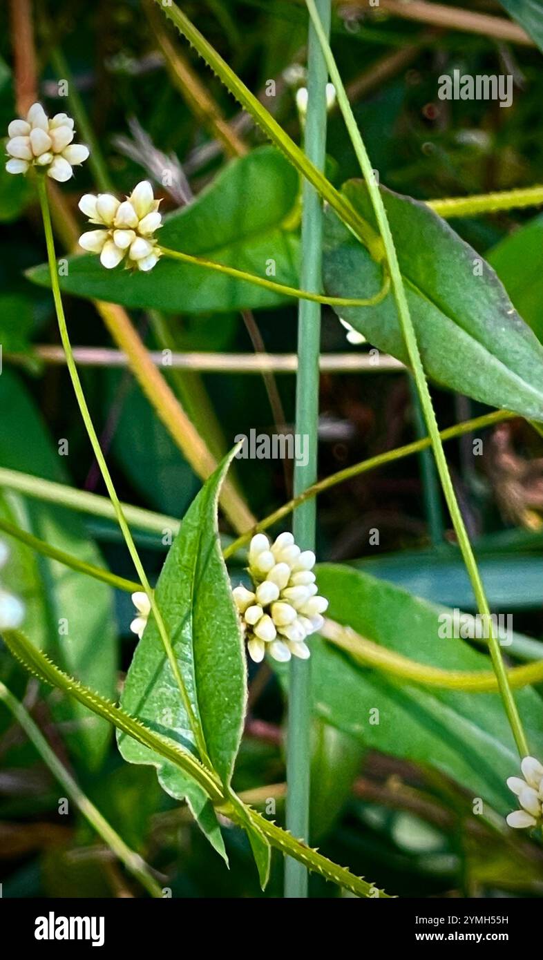 arrow-leaved tearthumb (Persicaria sagittata Stock Photo - Alamy