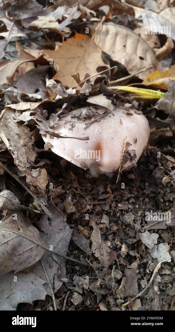 Bitter poisonpie hi-res stock photography and images - Alamy