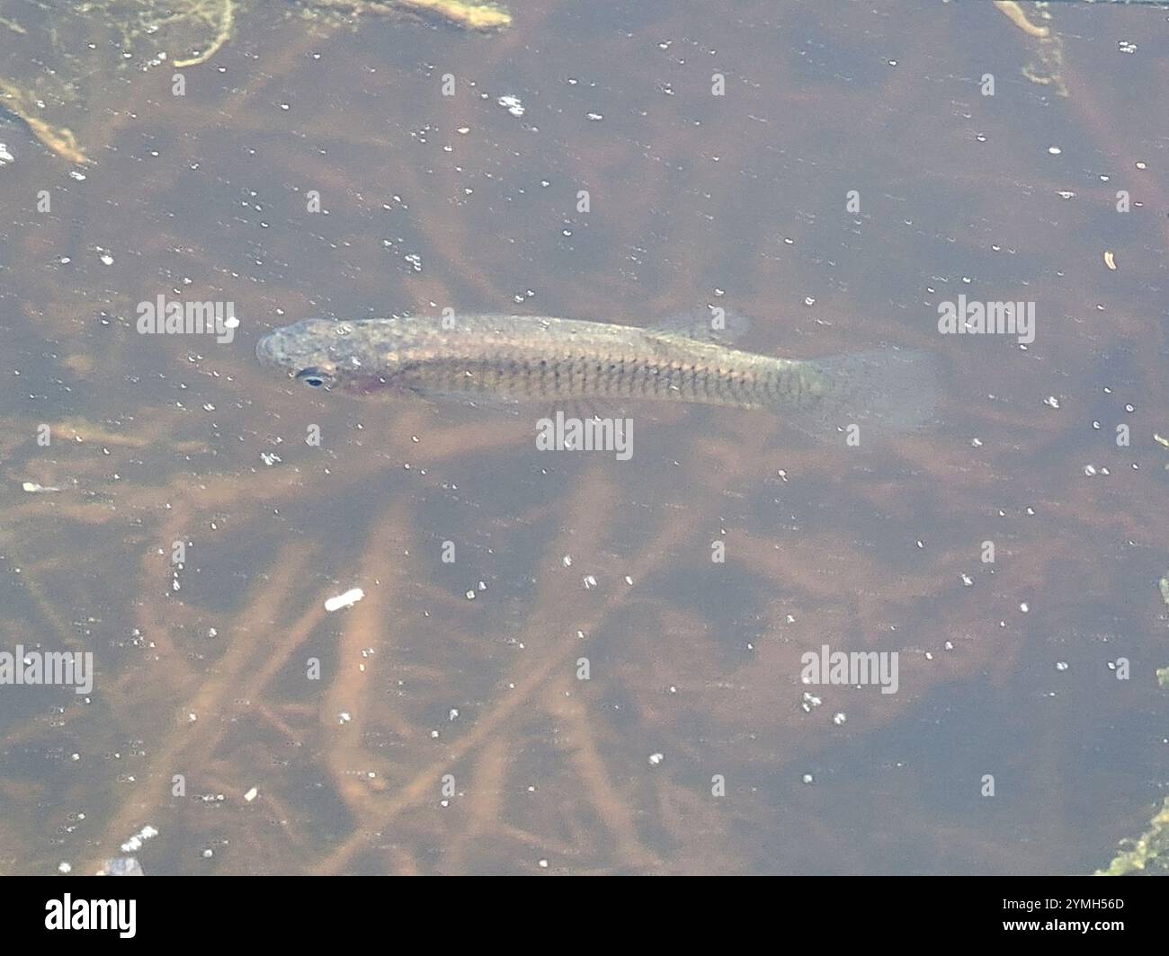 Western Mosquitofish (Gambusia affinis Stock Photo - Alamy