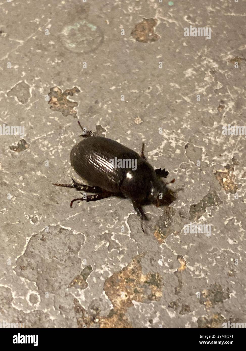 Sugarcane Beetle (Euetheola humilis Stock Photo - Alamy