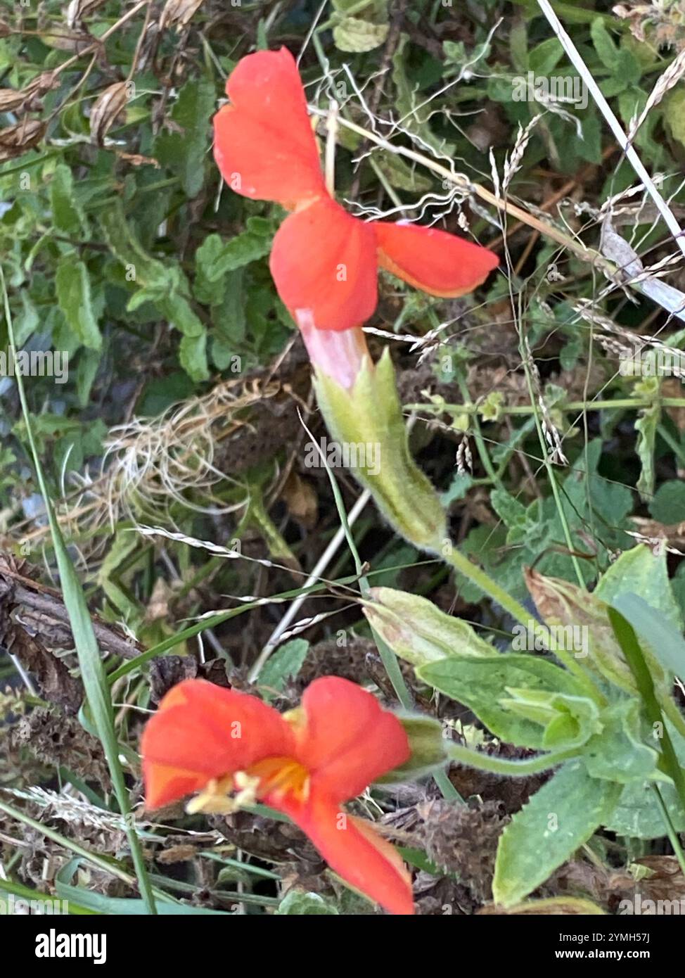 scarlet monkeyflower (Erythranthe cardinalis Stock Photo - Alamy