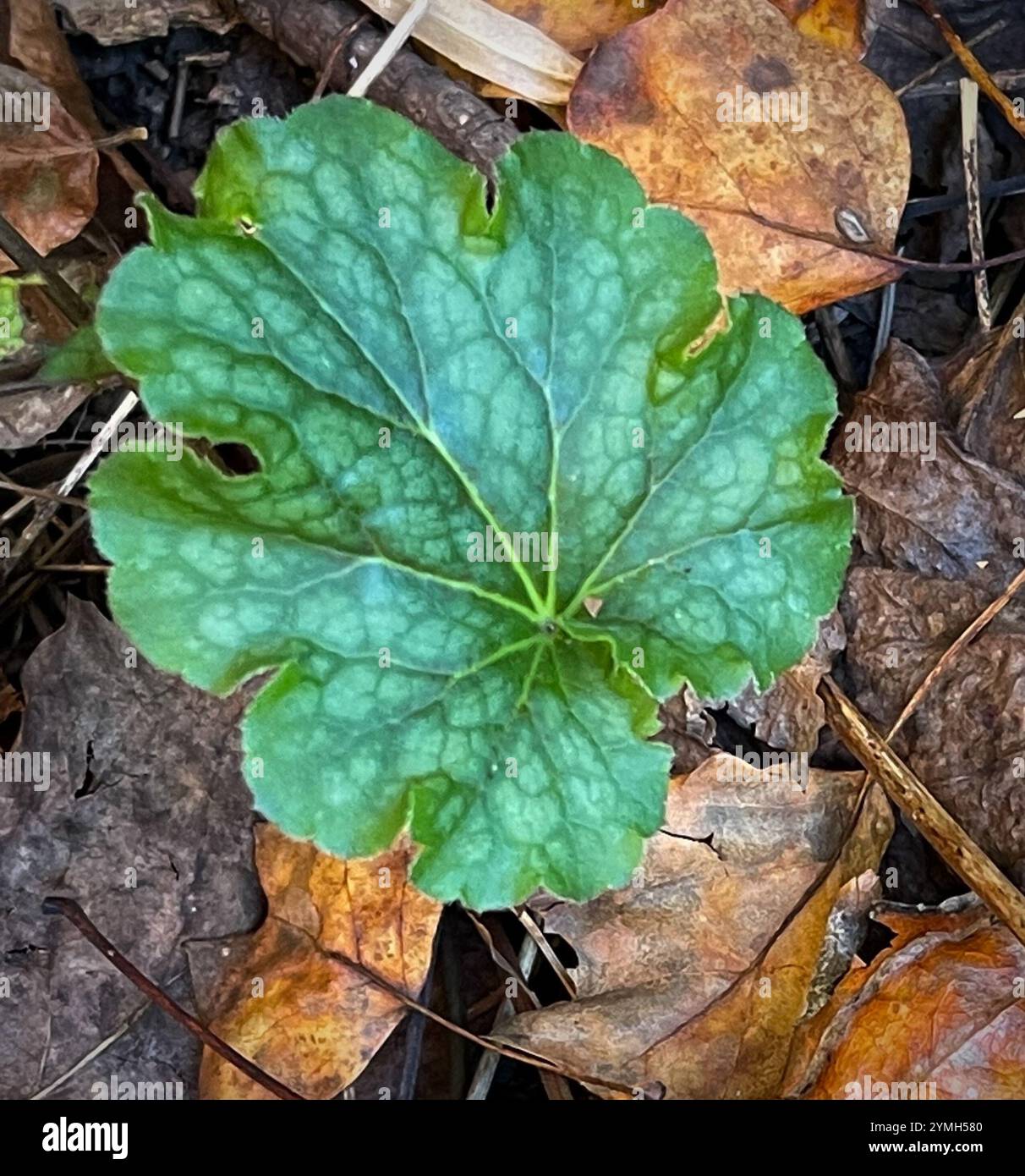 American alumroot heuchera americana hi-res stock photography and ...