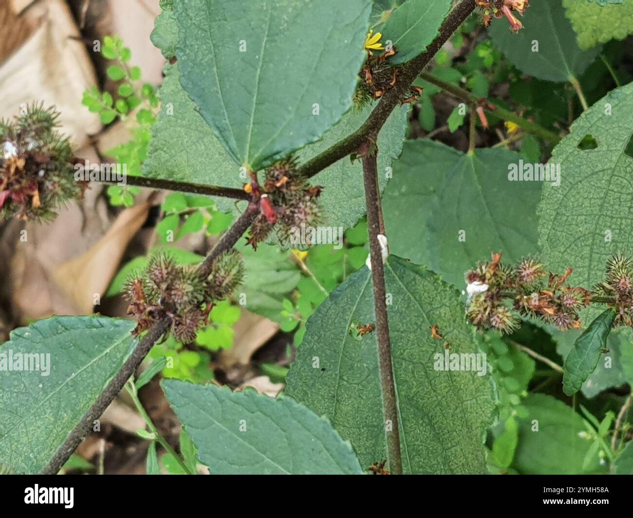 Chinese Bur (Triumfetta rhomboidea Stock Photo - Alamy