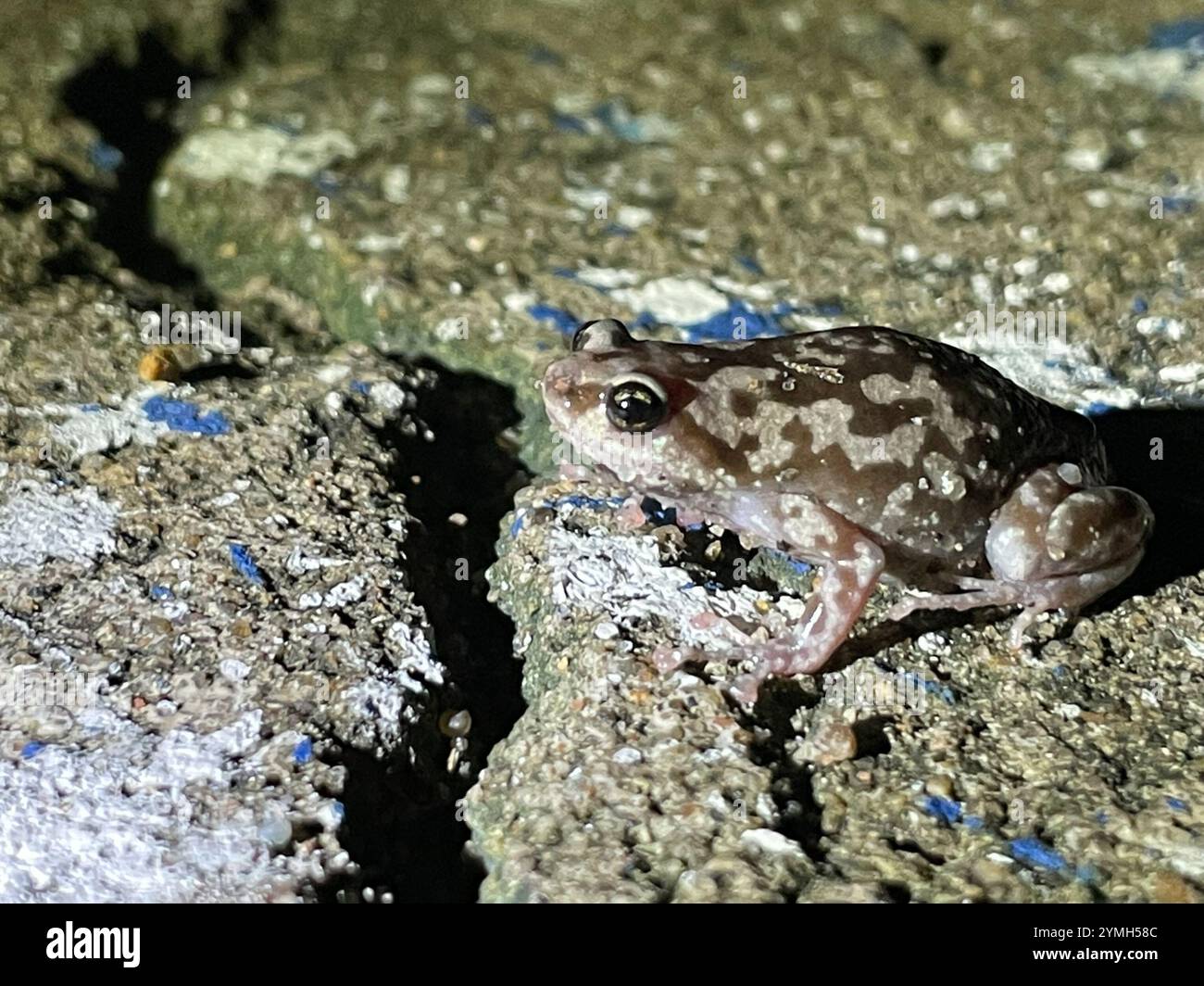 White-bellied pug-snout frog (Uperodon variegatus Stock Photo - Alamy
