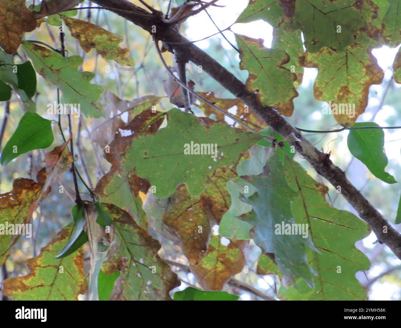 white oak (Quercus alba Stock Photo - Alamy
