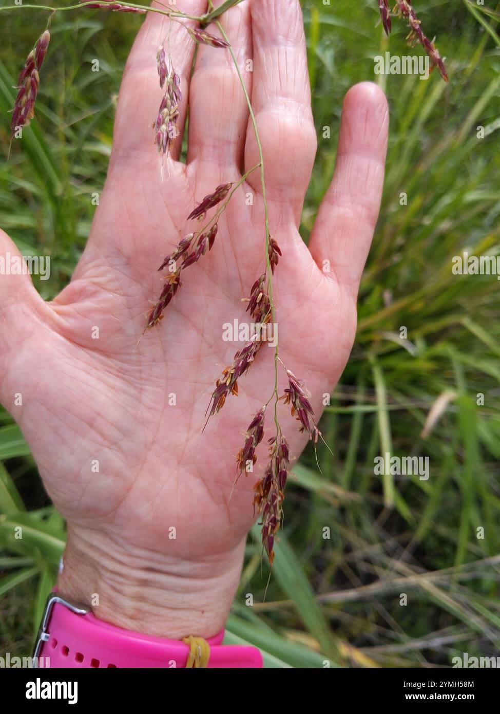 Johnson grass (Sorghum halepense Stock Photo - Alamy