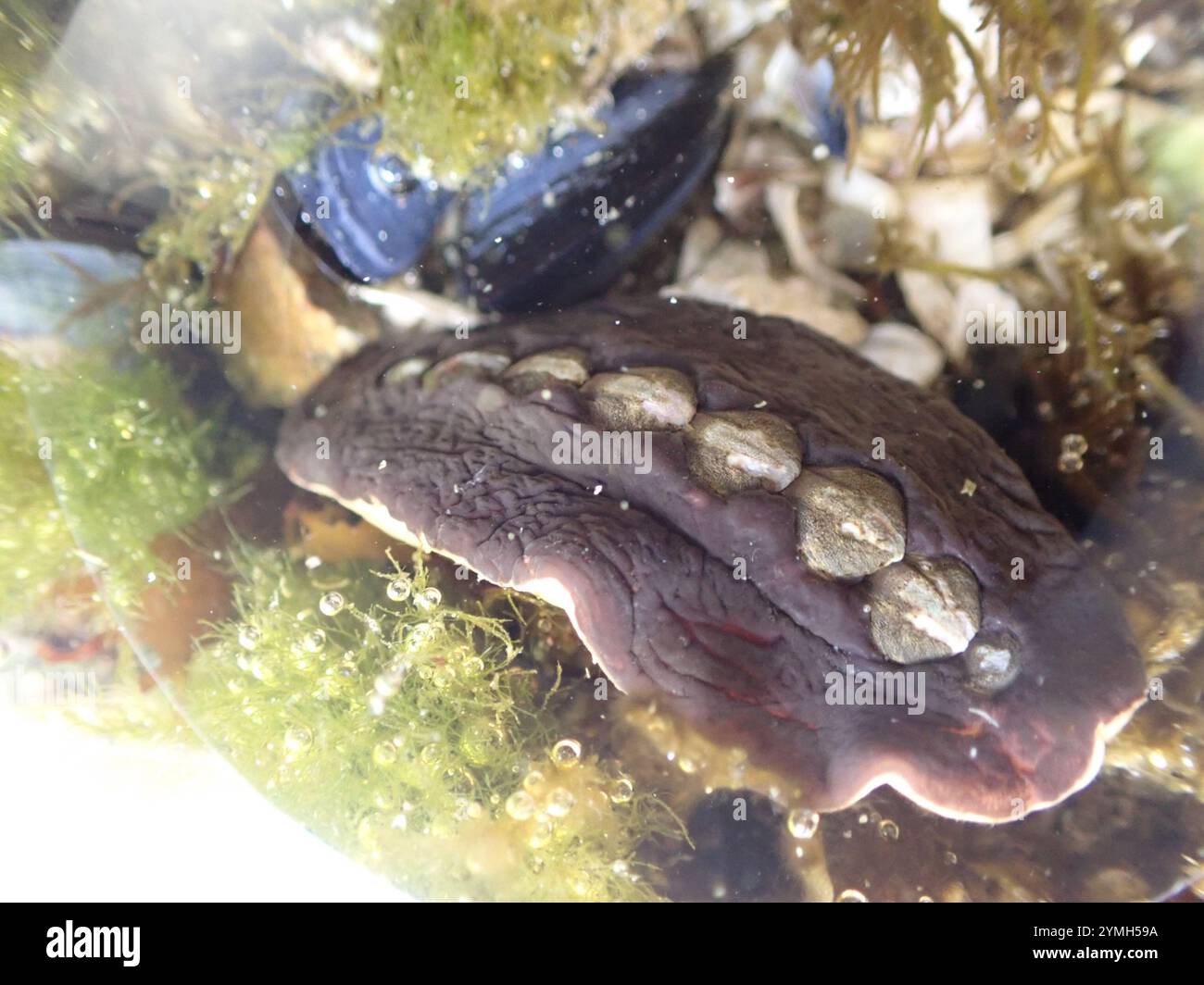 Black Leather Chiton (Katharina tunicata Stock Photo - Alamy