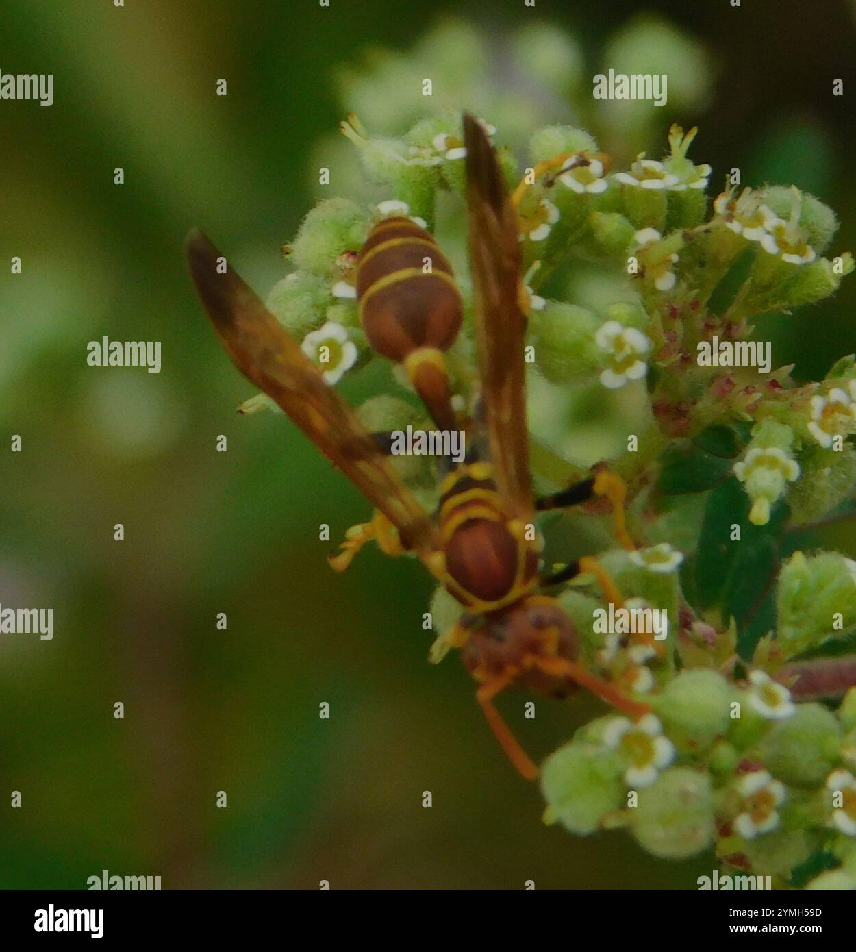 Mexican Paper Wasp (Mischocyttarus mexicanus Stock Photo - Alamy