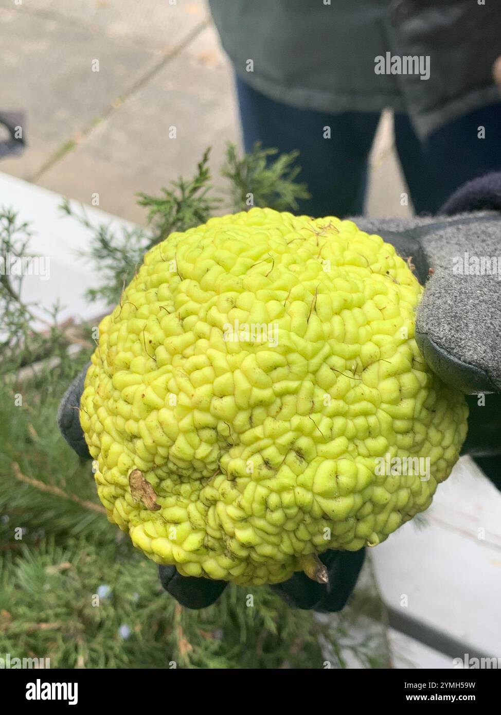 Osage-orange (Maclura pomifera Stock Photo - Alamy