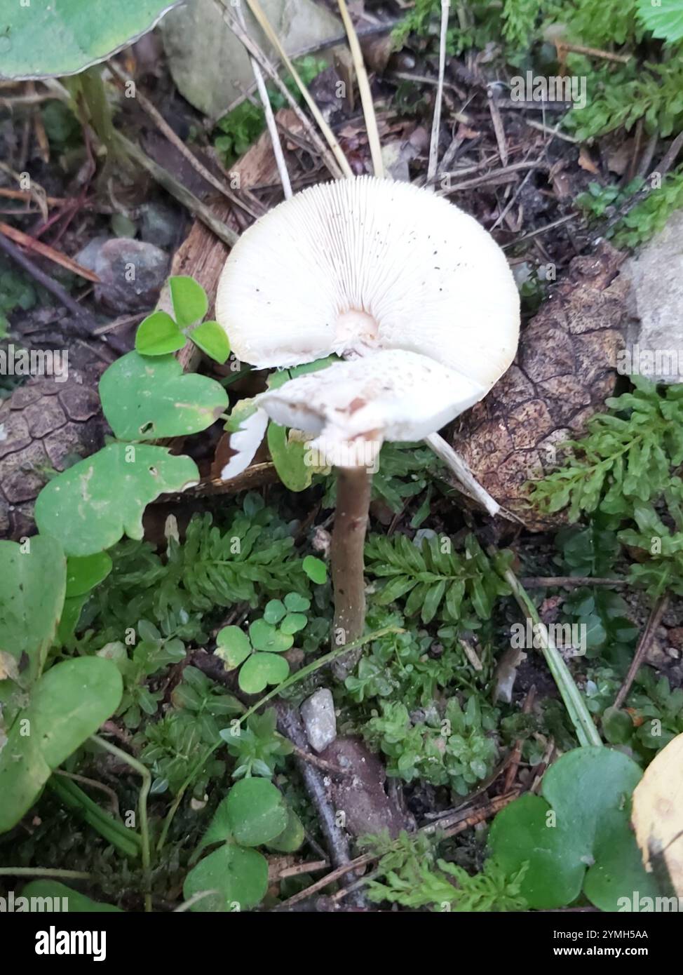 Stinking dapperling lepiota cristata hi-res stock photography and ...