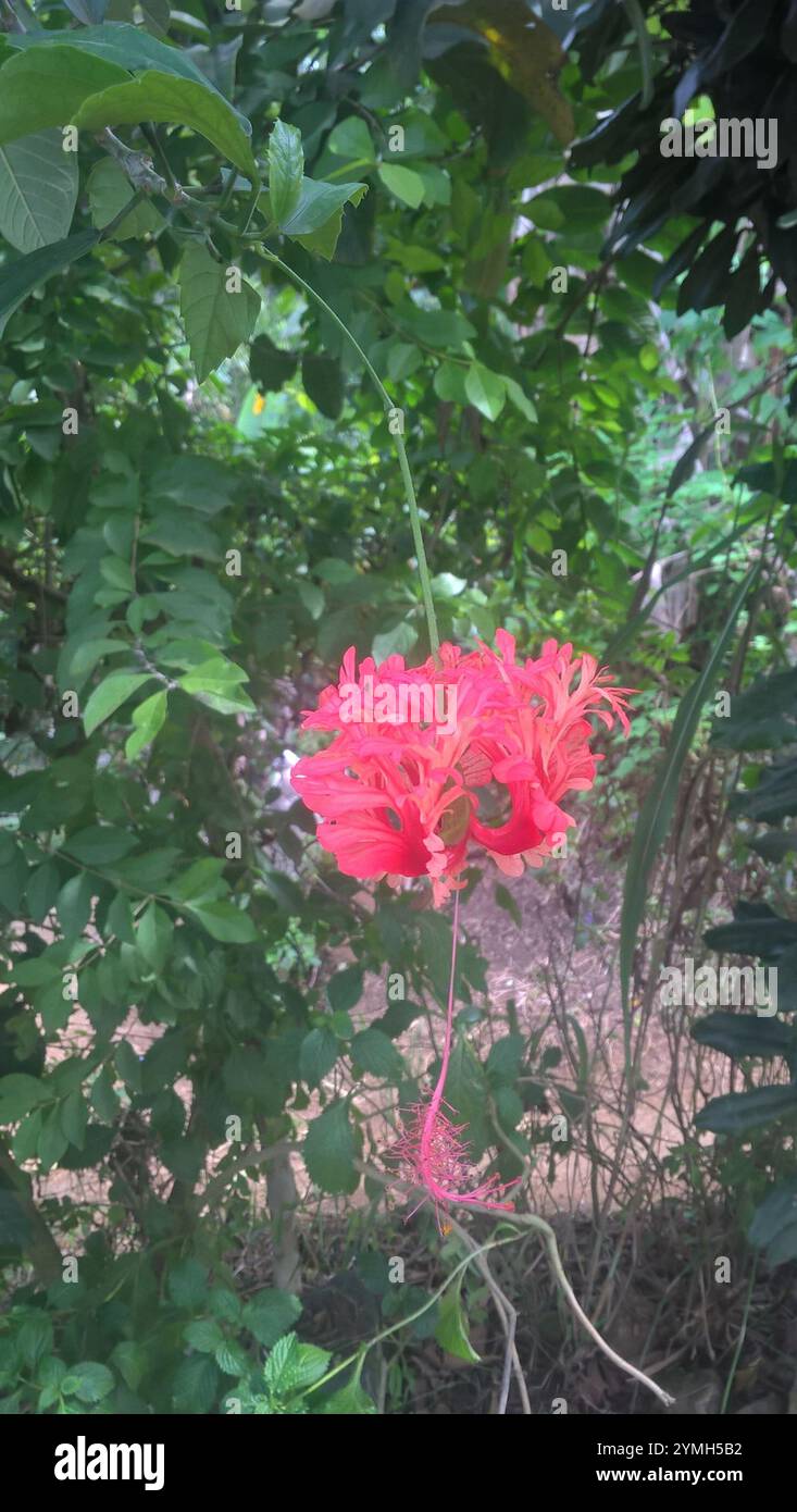 Spider Hibiscus (Hibiscus schizopetalus Stock Photo - Alamy