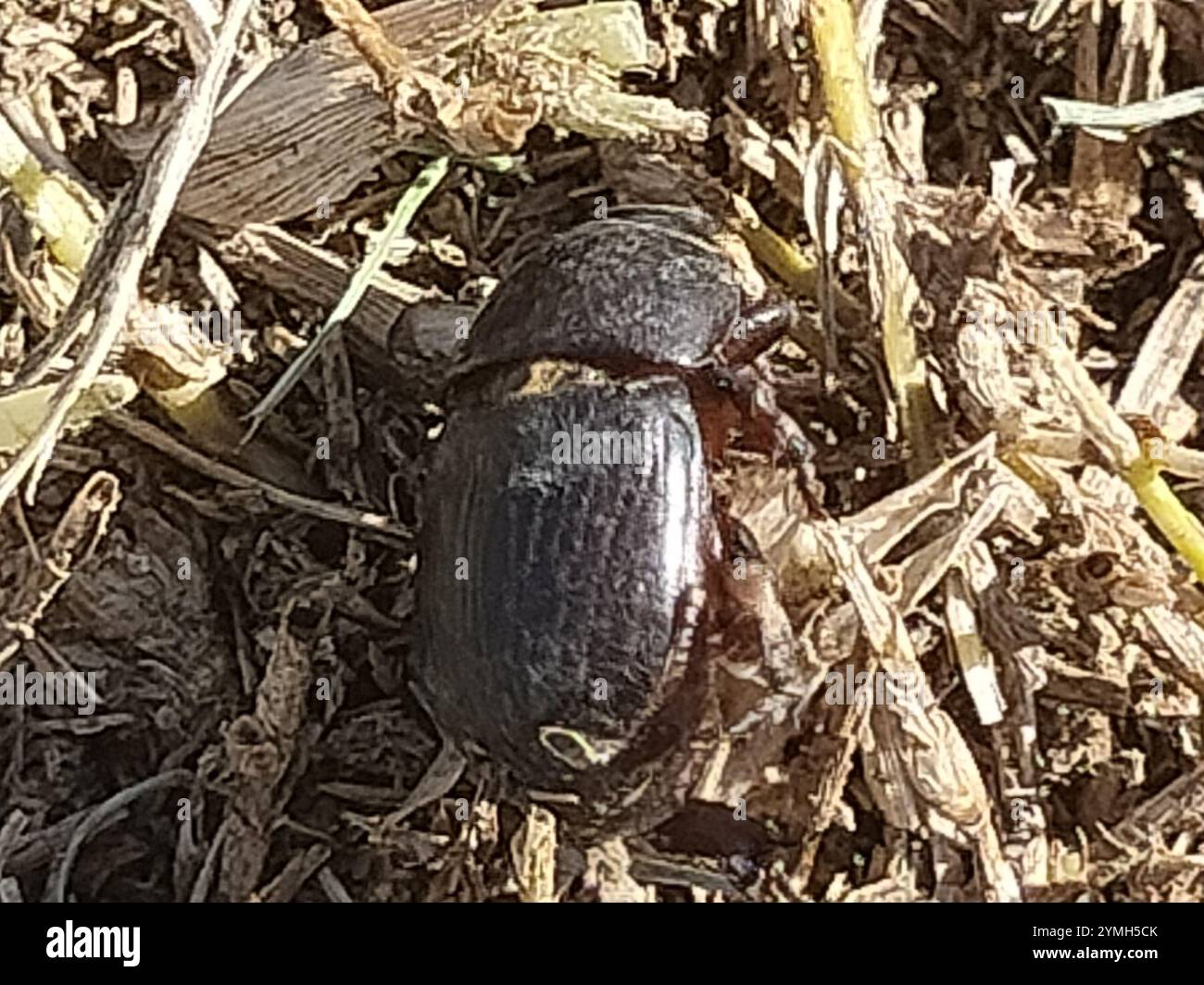 African Black Beetle (Heteronychus arator Stock Photo - Alamy