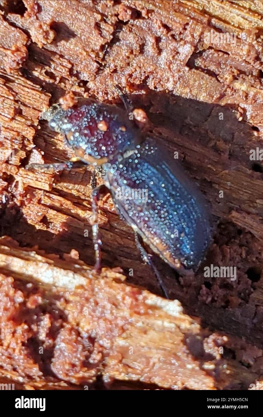 Red-rot Decay Stag Beetle (Ceruchus piceus Stock Photo - Alamy