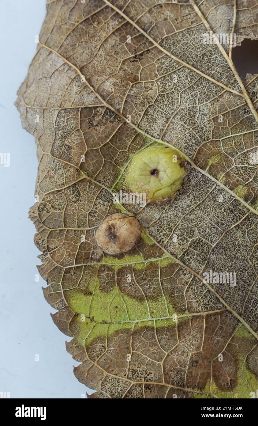 Hackberry Disc Gall Psyllid (Pachypsylla celtidisumbilicus Stock Photo ...