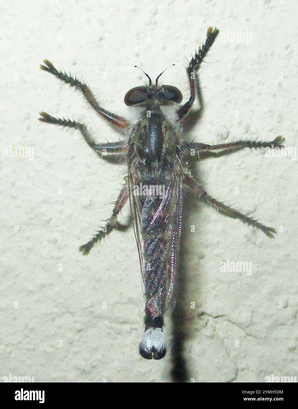 Giant Robber Flies (Promachus Stock Photo - Alamy