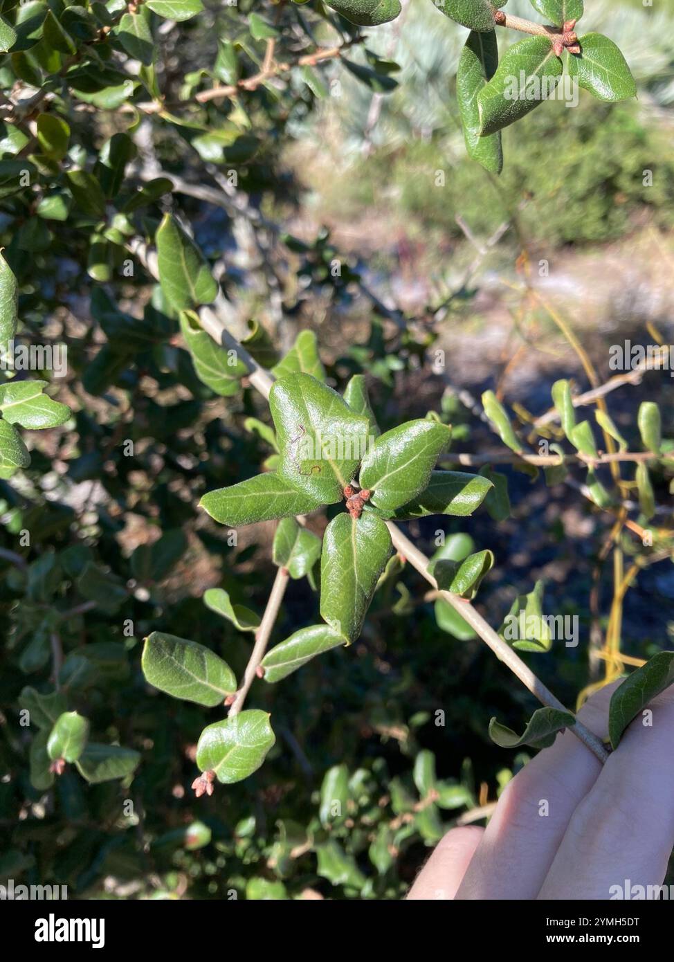 Myrtle Oak (Quercus myrtifolia Stock Photo - Alamy